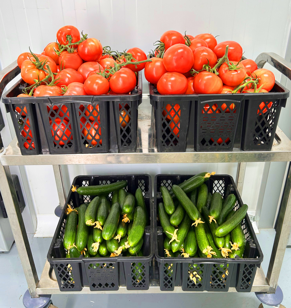 New Opportunity to Revive High Tech Greenhouses by Converting them to ...